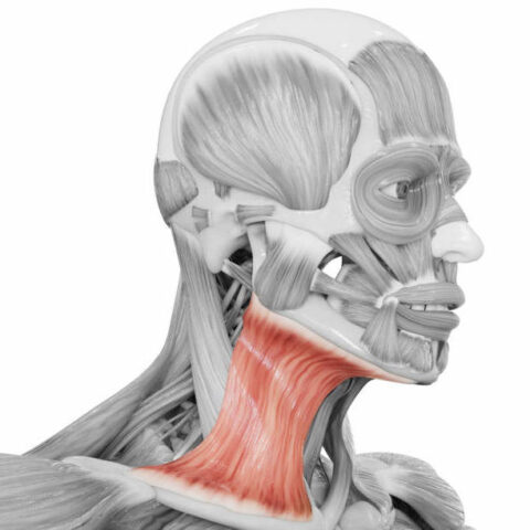 Il Platisma: il muscolo della postura del collo - Luca Grilli